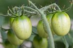 30 Tastiest Heirloom Tomatoes to Grow in Australia