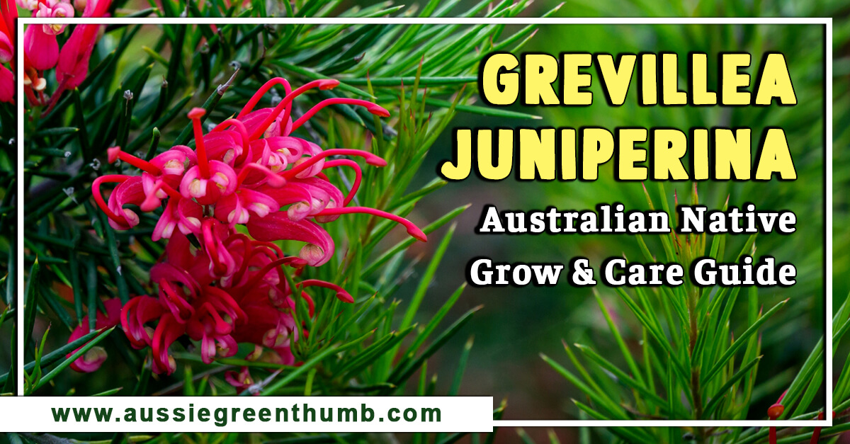 Grevillea juniperina (Juniper-Leaf Grevillea) | Australian Native Grow ...