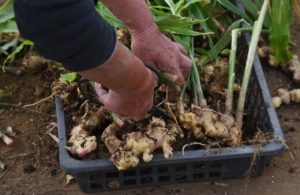 How to Grow Ginger in Australia : AGT