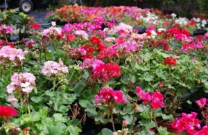 Geraniums – Australian Growing and Care Guide