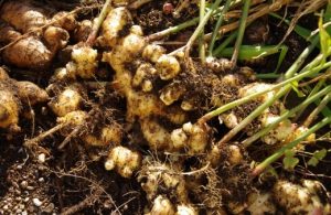 How to Grow Ginger in Australia : AGT