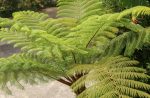 Tree Ferns – How to Grow and Care Guide : AGT