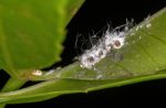 Scale Insect Identification, Treatment and Prevention