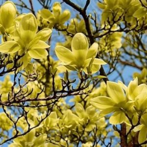 28 Magnificent Magnolia Varieties to Grow in Australia