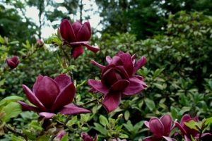 28 Magnificent Magnolia Varieties to Grow in Australia