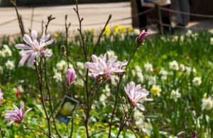 28 Magnificent Magnolia Varieties to Grow in Australia