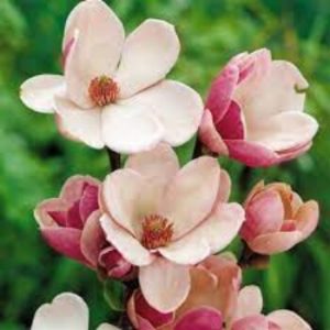 28 Magnificent Magnolia Varieties to Grow in Australia