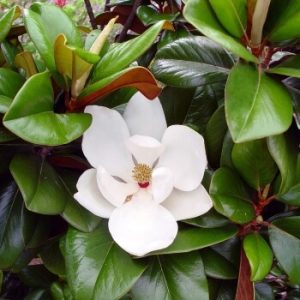 28 Magnificent Magnolia Varieties to Grow in Australia
