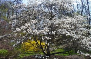 28 Magnificent Magnolia Varieties to Grow in Australia