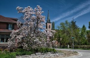 28 Magnificent Magnolia Varieties to Grow in Australia
