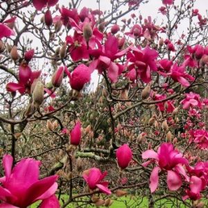28 Magnificent Magnolia Varieties to Grow in Australia