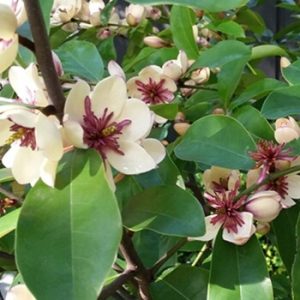 28 Magnificent Magnolia Varieties to Grow in Australia