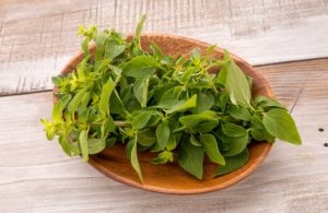 How to Grow Oregano in Australia