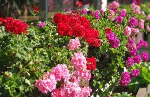Geraniums – Australian Growing and Care Guide