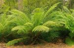 Tree Ferns – How to Grow and Care Guide : AGT
