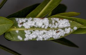 Scale Insect Identification, Treatment and Prevention