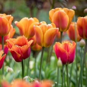 How to Grow and Care for Tulips in Australia