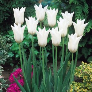 How to Grow and Care for Tulips in Australia