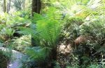 Tree Ferns – How to Grow and Care Guide : AGT