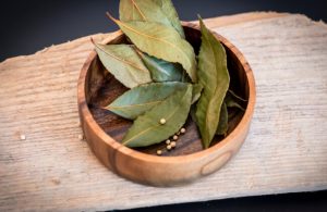 Bay Leaf Tree – Growing Laurus nobilis in Australia