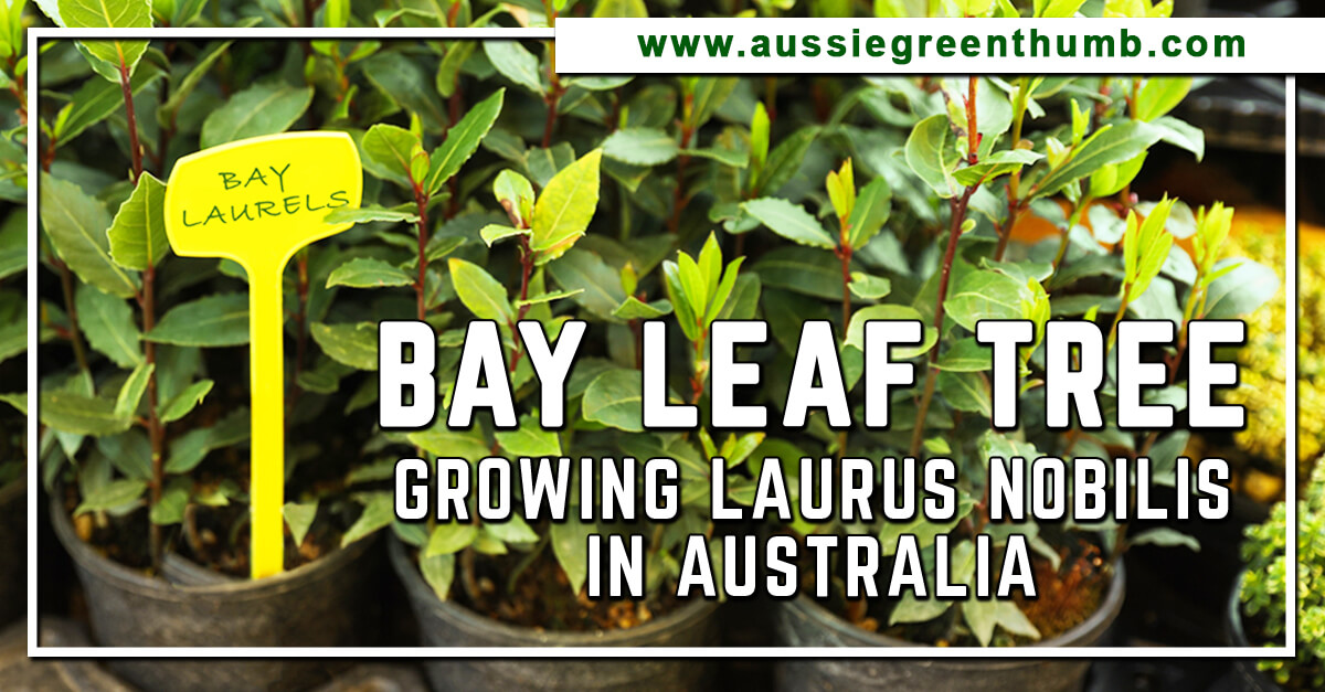 Acmena Smithii – Australian Native Guide