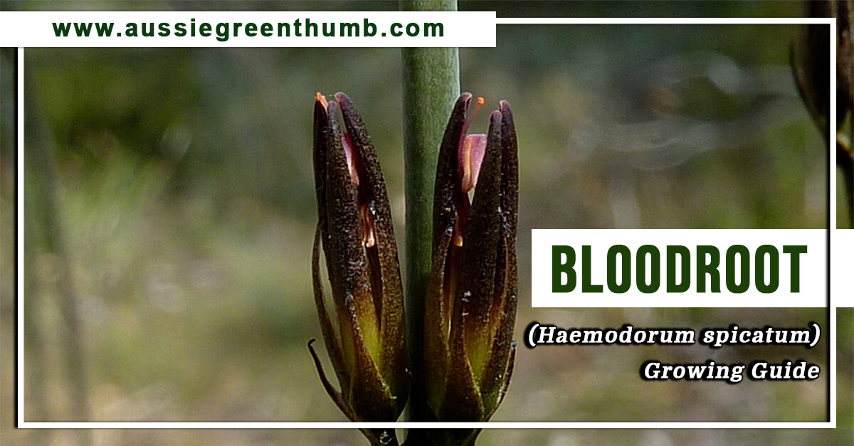 Haemodorum spicatum (Bloodroot) Growing Guide