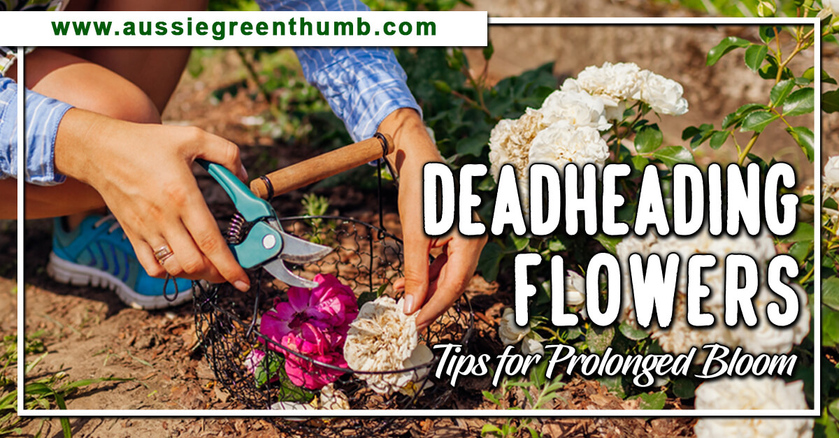 Deadheading Flowers: Why, When, and How to Do It?