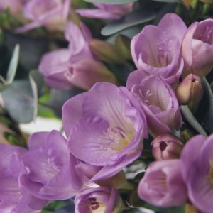 How to Grow and Care for Freesias in Australia