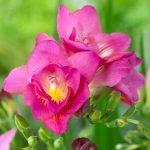 How to Grow and Care for Freesias in Australia