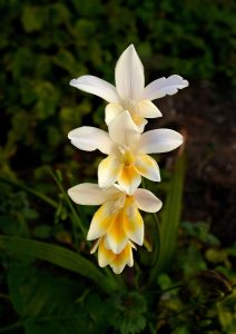 How to Grow and Care for Freesias in Australia