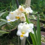 How to Grow and Care for Freesias in Australia