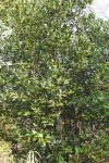 Bay Leaf Tree – Growing Laurus nobilis in Australia