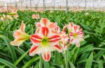 How to Grow and Care for Freesias in Australia