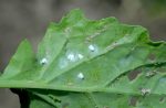 How to Identify and Get Rid of Whiteflies - AGT