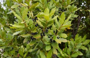 Bay Leaf Tree – Growing Laurus nobilis in Australia