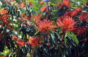 Waratah Tree – Australian Native Grow and Care Guide