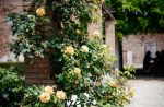 Banksia Rose | How to Grow Lady Banks’ Rose in Australia : AGT