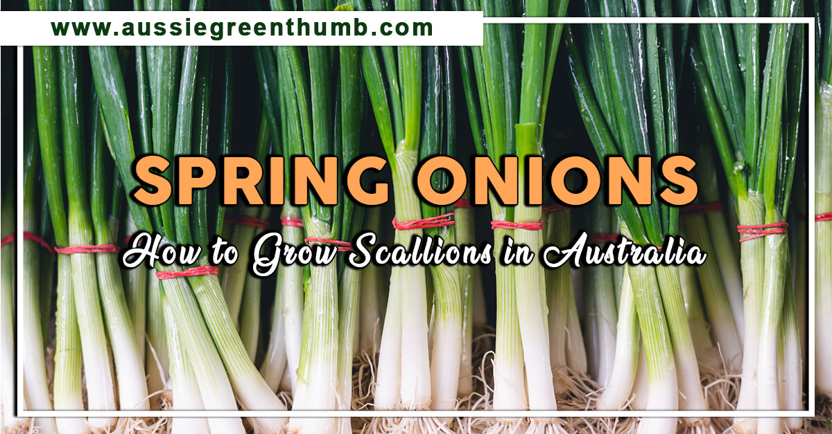 Spring Onions: How to Grow Scallions in Australia - AGT