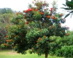 Waratah Tree – Australian Native Grow and Care Guide