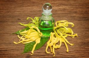 Ylang Ylang Tree (Cananga odorata) Growing Guide : AGT