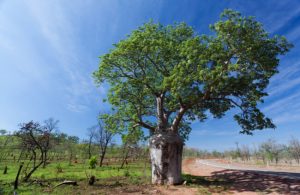 Australian Deciduous Trees : AGT