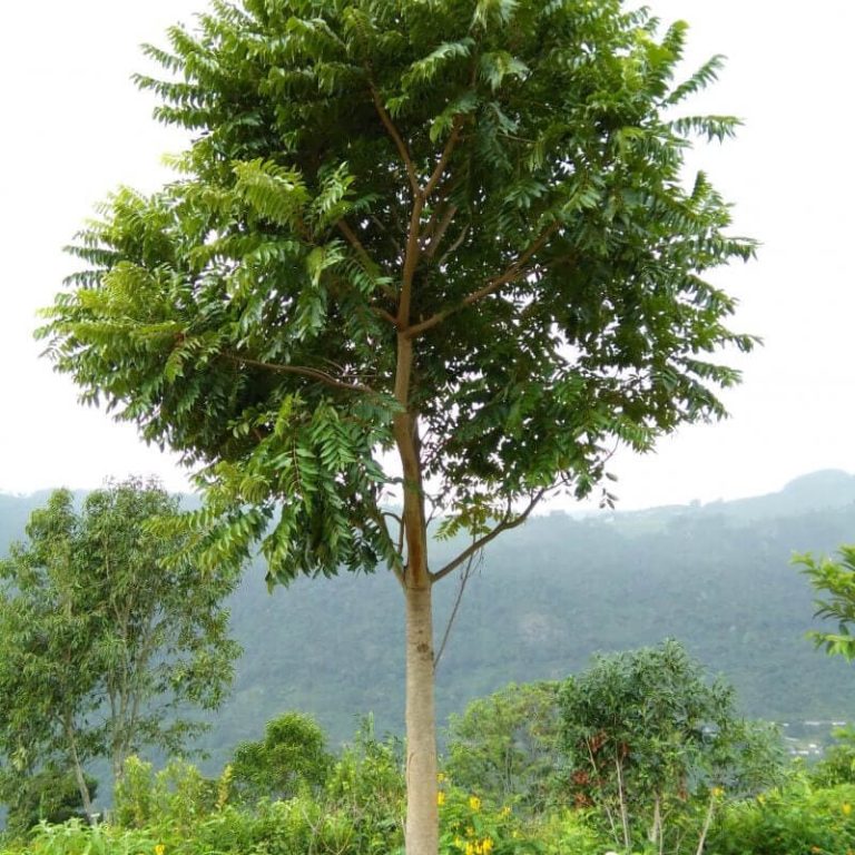 Australian Deciduous Trees - AGT