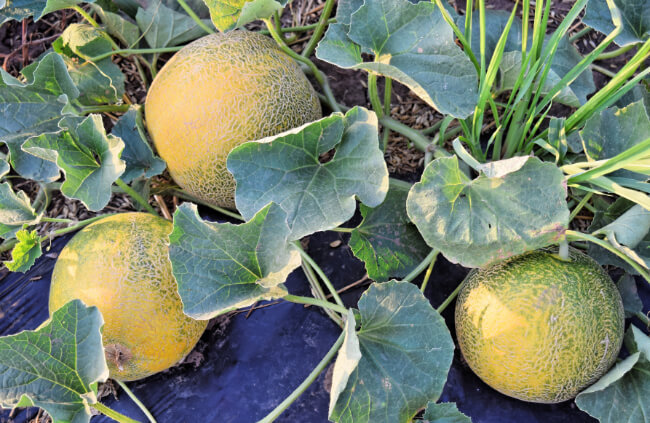 Growing Rockmelons (Cantaloupes) in Australia