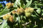 Chestnut Tree: Grow and Care Guide Australia