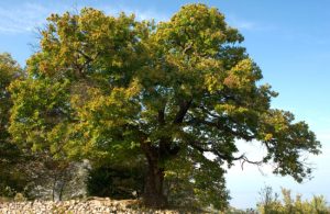 Chestnut Tree: Grow and Care Guide Australia