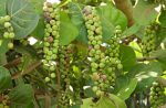 Sea Grapes (Coccoloba uvifera) Growing Guide : AGT