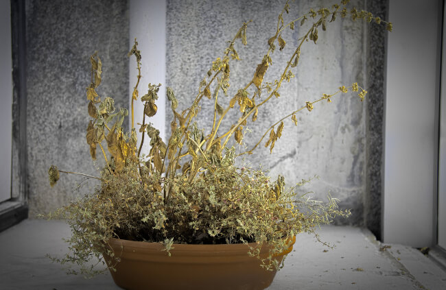 7 Reasons Why Plants Wilt and How to Fix Them