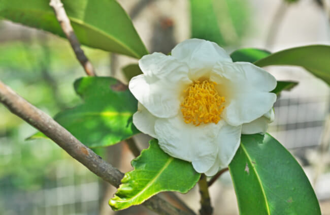 Gordonia Fried Egg Plant Tree : AGT