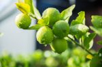 Lime Trees: Australian Grow and Care Guide - AGT