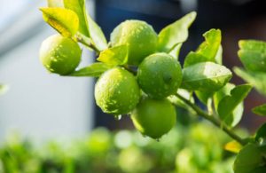 Lime Trees: Australian Grow and Care Guide - AGT